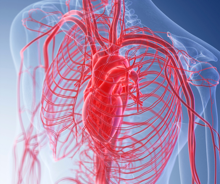 The Link Between Inflammation & Cardiovascular Disease: Unveiling the ...