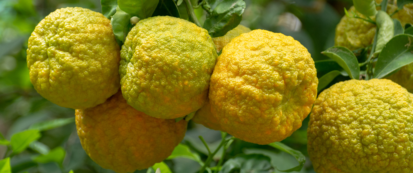 Unlocking the Power of Citrus Bergamot for Cholesterol: Benefits, Uses ...