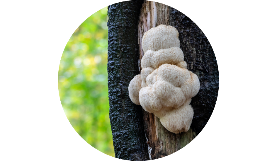 Durable MEMORY® - Natural Support for Enhanced Cognitive Function