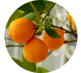 Durable HEART® - Clinically Proven for Balanced Cholesterol