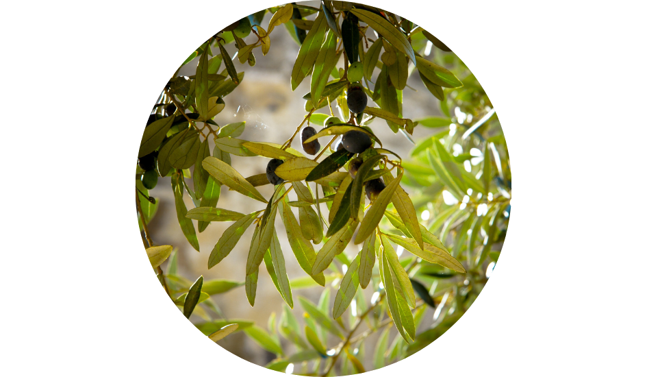 Durable HEART® - Clinically Proven for Balanced Cholesterol