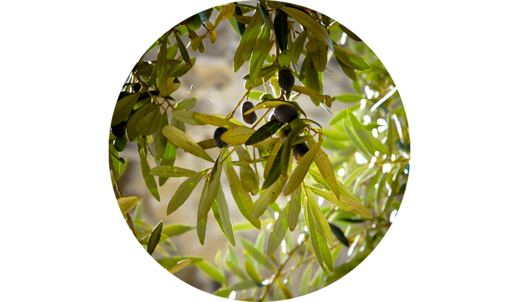 Durable HEART® - Clinically Proven for Balanced Cholesterol